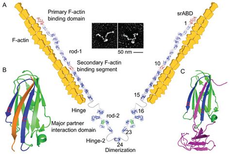 Ijms Special Issue Sarcomeric Proteins In Health And Disease
