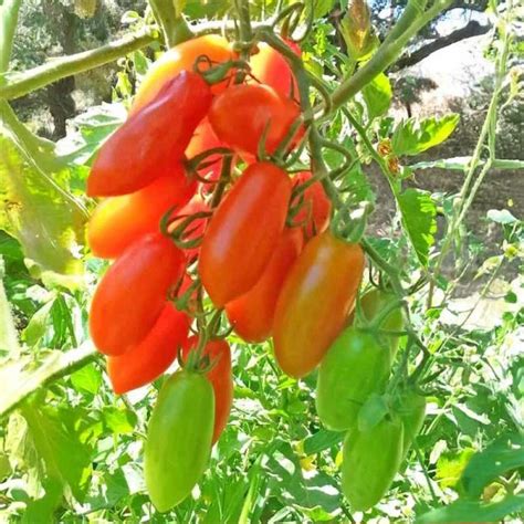Tomat San Marzano Mini Tomater Grönsaksfröer Fröer