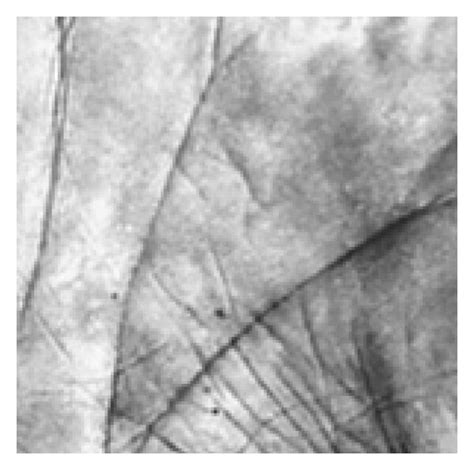 A And B Segmented Palmprint Image Of A Person Iit Database [27] Download Scientific Diagram