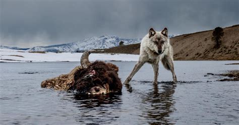 A Tale Of Two Revivals How Yellowstone Helped Return Wolves To Colorado