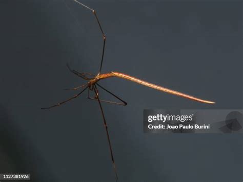 Whip Spider Photos And Premium High Res Pictures Getty Images