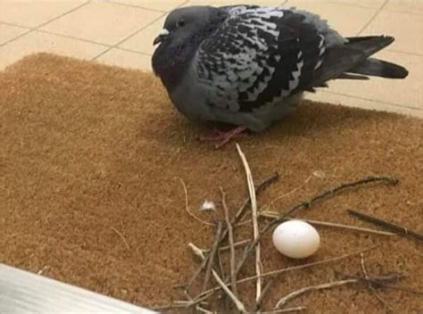 I Read The Assignment Instructions Rprofessors