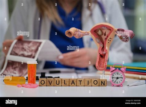 A Comprehensive Guide To Understanding Ovulation Its Importance And Medical Insights Stock