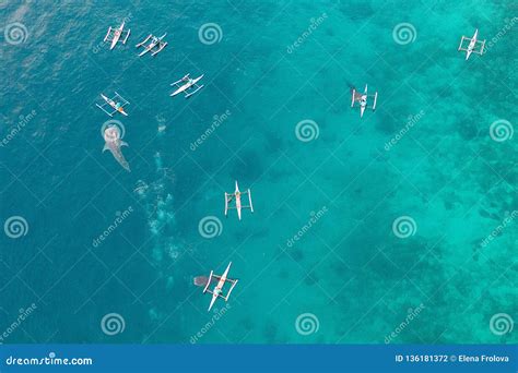 Aerial View From The Drone Fishermen Feed Gigantic Whale Sharks
