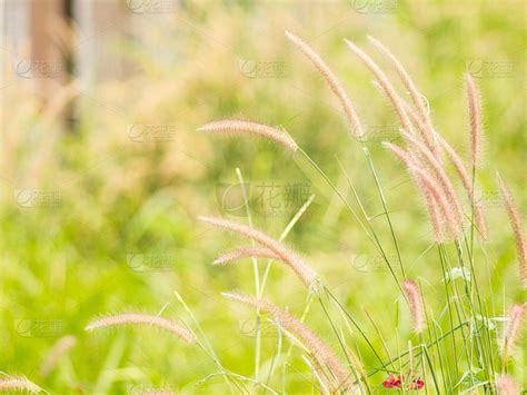 草地背景模糊。