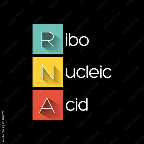 Poster Rna Ribonucleic Acid Polymeric Molecule Essential In Various