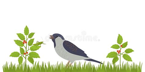 Grasshopper Bird Stock Illustrations 243 Grasshopper Bird Stock