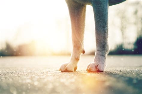 So Schützt Man Hunde Vor Verbrennungen Auf Heißem Asphalt