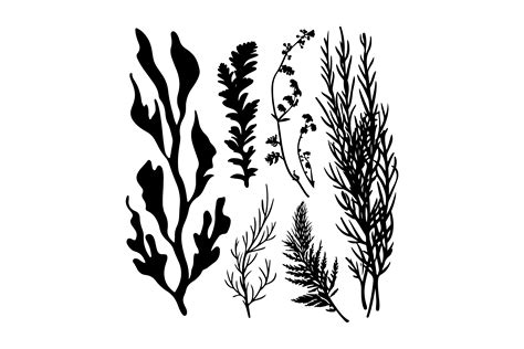 Seaweed Silhouette Black Plant Graphic By Fijulanam468 · Creative Fabrica