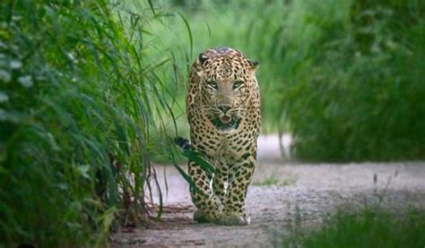 Actress Sadaa Talks About Her Passion For Wildlife Photography Telangana Today