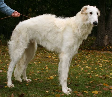 Borzoi Dog Info Mixes Temperament Training Puppies Pictures