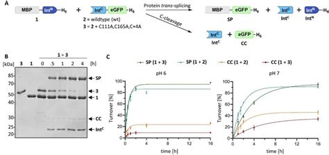 Protein Trans Splicing Of The Polb16 Intein And Its Engineered Download Scientific Diagram