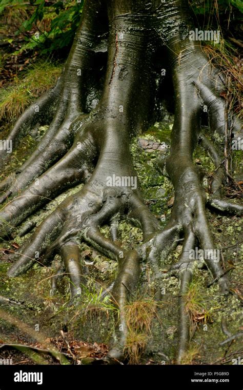 Which Tree Has Strongest Roots At Kristie Rhodes Blog