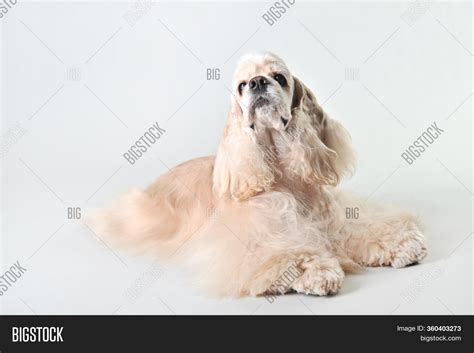 Fawn Cocker Spaniel Image And Photo Free Trial Bigstock