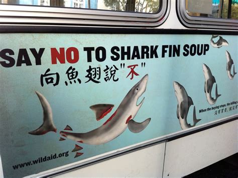 Stop Shark Finning Poster