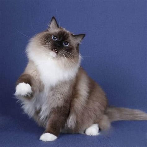 暹罗猫可以和重点色布偶交配吗 知乎