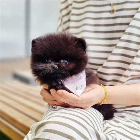 Teacup Pomeranian Breed Information And Ultimate Care Guide