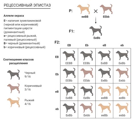 Основные представления о классической генетике для собаководов — ОКНО в ...