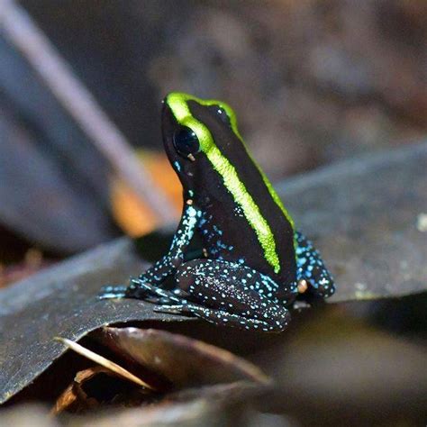 La Zona De La Selva Tropical Del Chocó Mundo Maravilloso