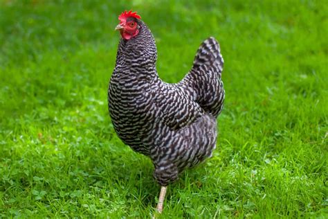 Barred Rock Chicken Breed Profile Facts And Pictures