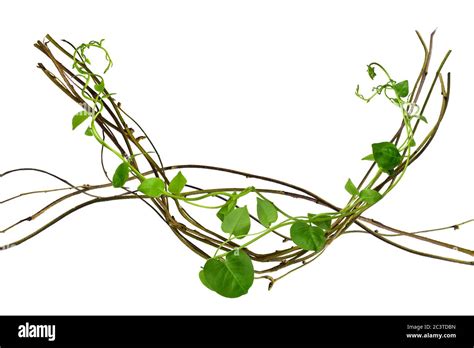 Twisted Vines Leaves Isolated On White Background At The Roots Of