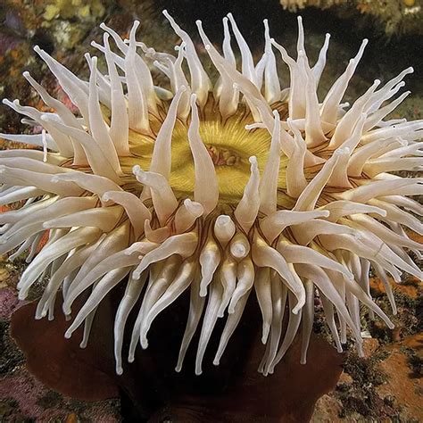 Coral Reef Inhabitants Sea Life Gt Yarmouth Aquarium
