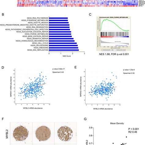 Mybl2 Mrna And Protein Expression Strongly Correlates With Impdh1 In