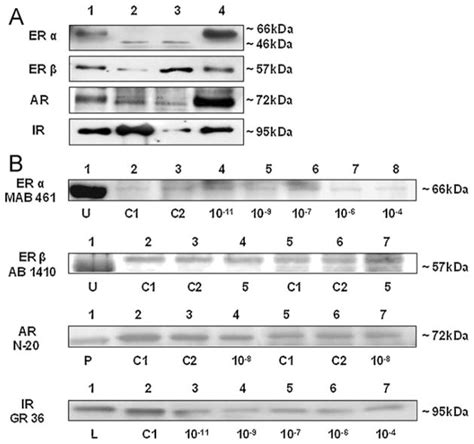 C 28 I2 And T C 28a2 Chondrocytes As Well As Human Primary Articular Chondrocytes Express Sex