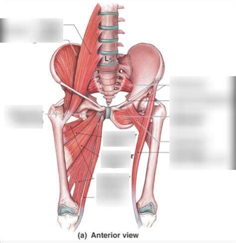 Anterior Hip Diagram Quizlet
