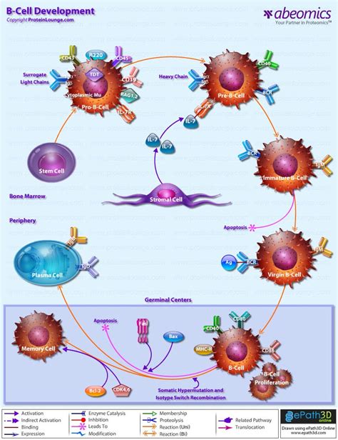 B Cell Development