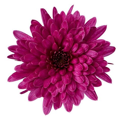 Morgana Purple Garden Mum