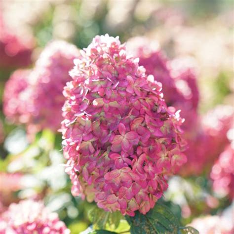 Hydrangea Paniculata Smnhpph Limelight Prime Evergreen