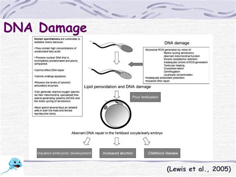 Ppt Sperm Factors On Embryo Implantation Potential Powerpoint