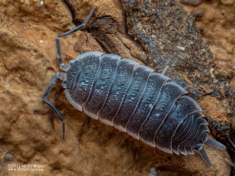 Porcellio Hoffmannseggi Isopod Site