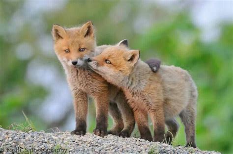 狐狸的饮食小tips 哔哩哔哩