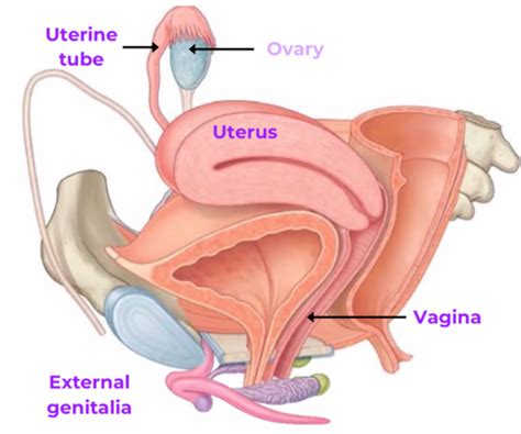Lecture 18 Female Reproductive Anatomy Flashcards Quizlet