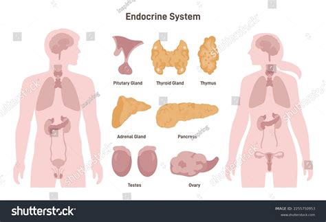 Female Male Endocrine System Human Anatomy Stock Vector Royalty Free