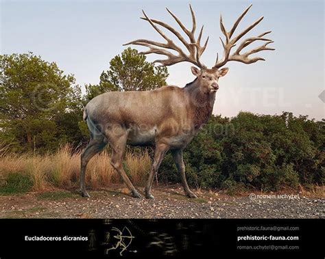 Eucladoceros Large Deer Of Pliocene To Pleistocene Europe
