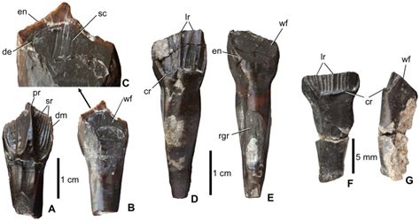 A Dentary Tooth Mtm 2012181 In Lingual B Labial Views C