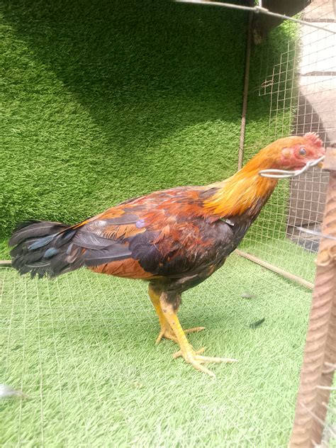 Pollos Al Marcaje Cruces Galleros Elite Del Pais La Pulga Virtual
