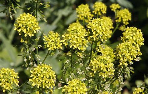 Woad Isatis Tinctoria Organically Grown Flower Seeds Floral Encounters