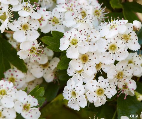 Key Medicinal Herb Hawthorn Country Herbalist Apothecary