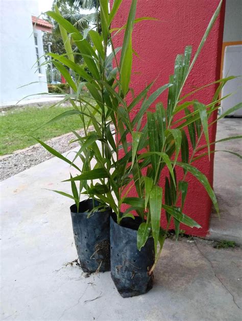 Khasiat Pokok Halia Bara