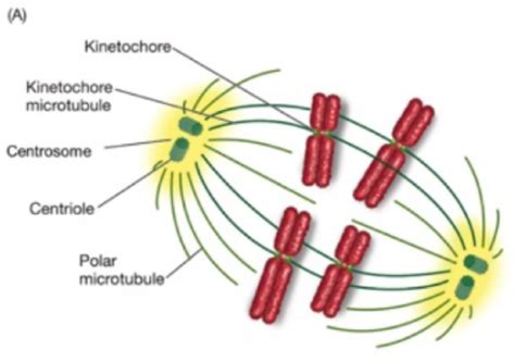 Answered The Diagram Below Shows A Cell During… Bartleby