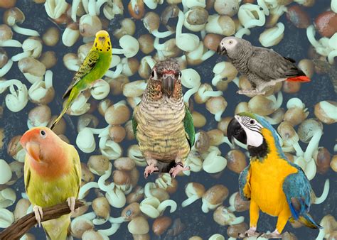 How Parrots Swallow And Beak Anatomy Poodles And Parrots