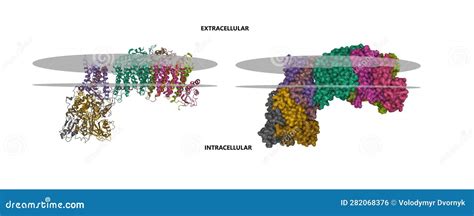 Estructura De Criolio De Una Hidrogenasa De Membrana Respiratoria De