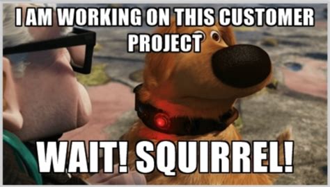 Squirrel Are Distractions Preventing Your Business Success Dpt