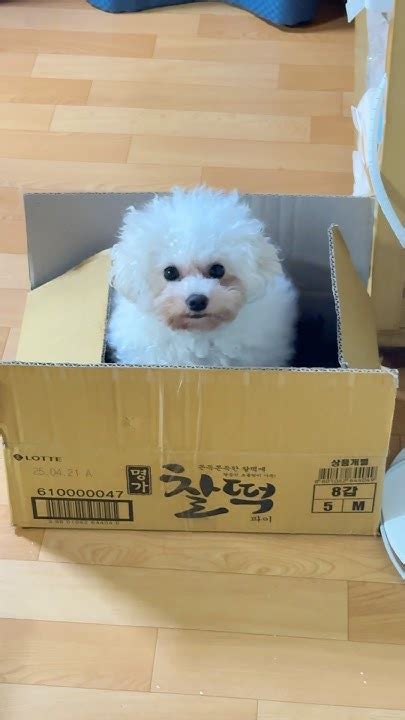 백설기 찰떡 닮은 강아지랑 놀아주실분～ 강아지 Youtube