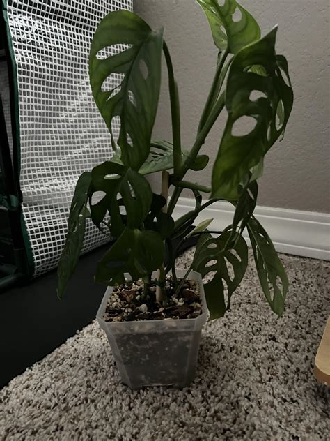 Grown From A 2 Node Cuttings Rmonstera