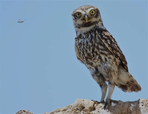 Домовой сыч Удивительный Мир Животных